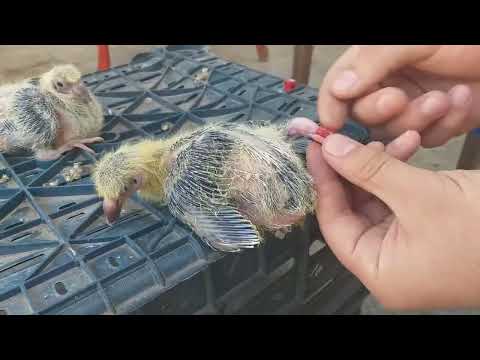 Güvercin Yavrularına Boncuk ( künye.  mühür) Takarken Nelere Dikkat Edilmeli  !!!!!
