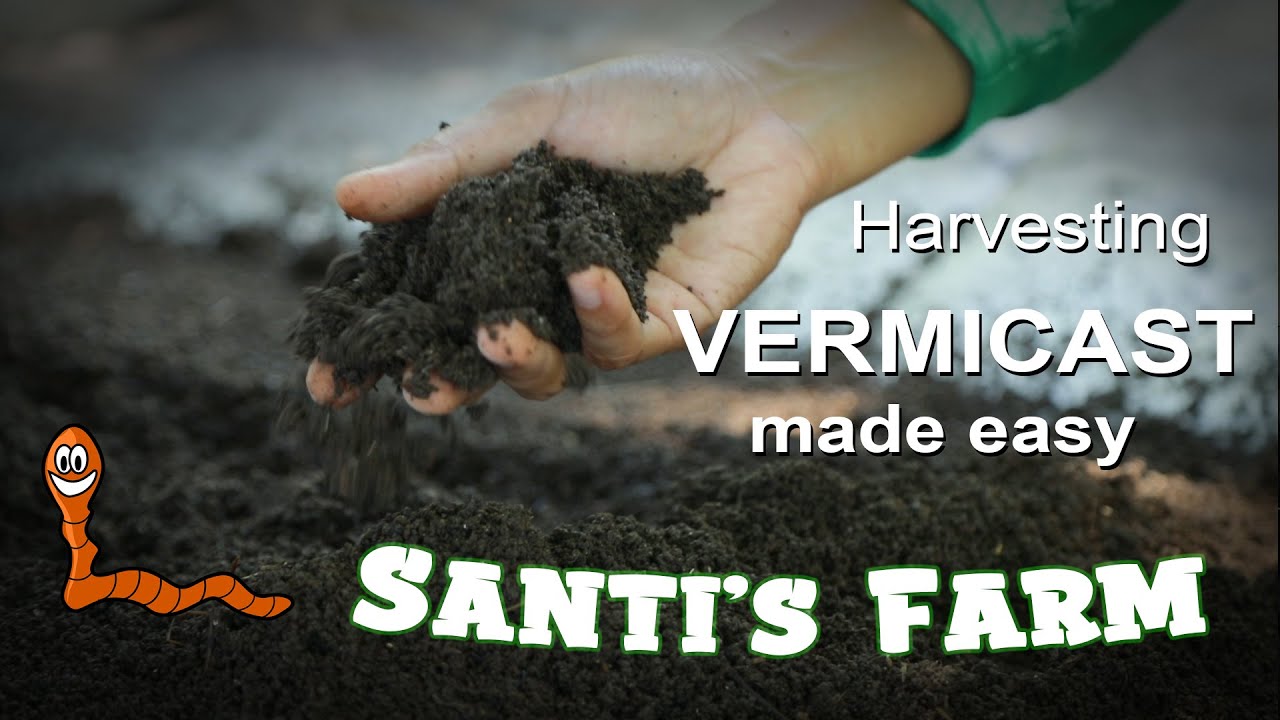 Harvesting your Vermicast from your Vermicompost - YouTube
