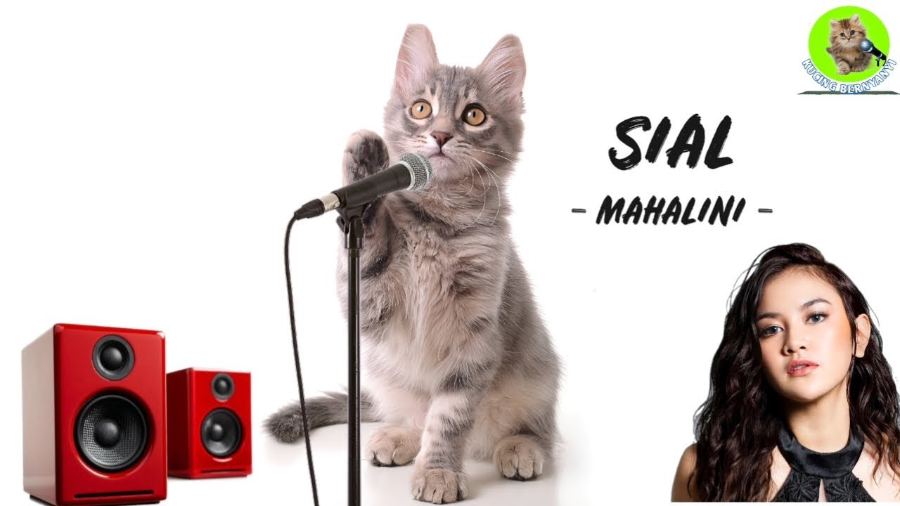 MAHALINI - SIAL VERSI KUCING LUCU | Kucing Bernyanyi - YouTube