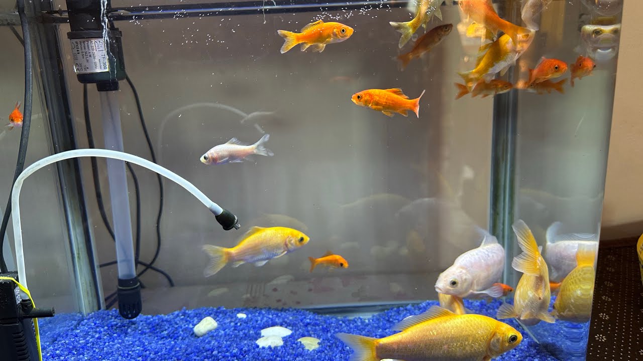 New fish b a gai choti c😍😍😍 Zain bhai ab khush hen - YouTube