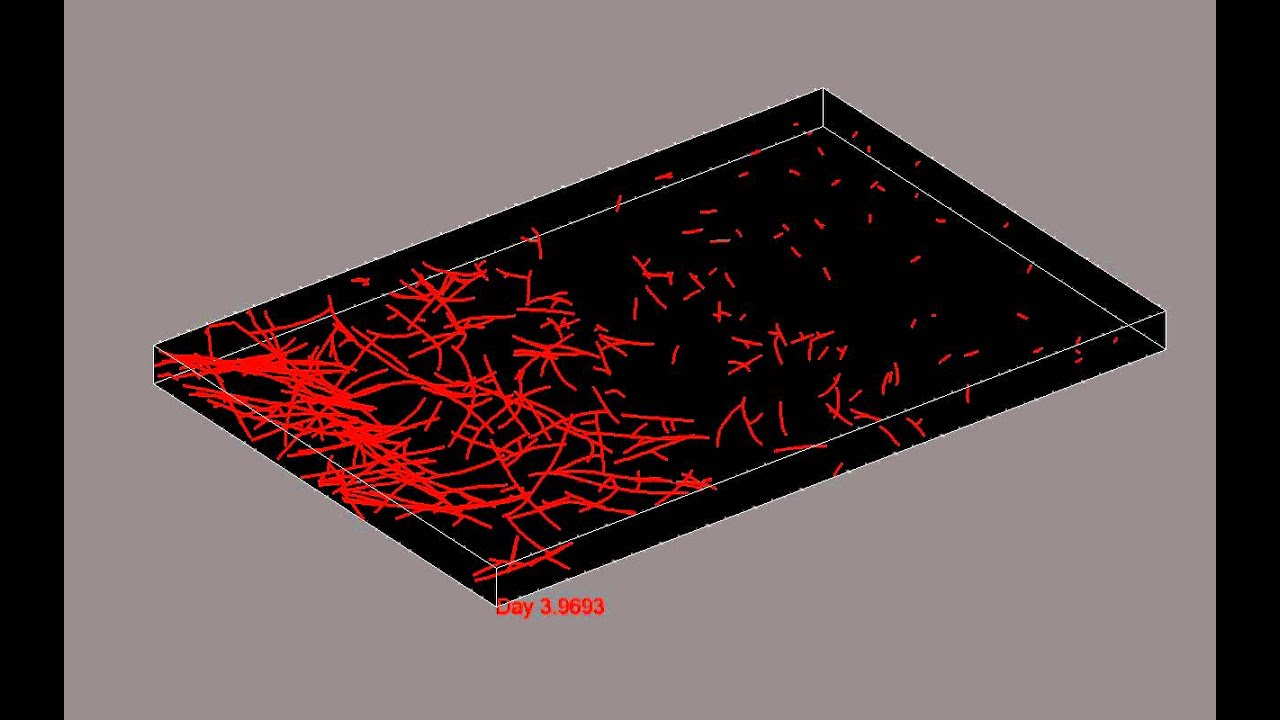 Blood Vessel Growth Simulation - YouTube