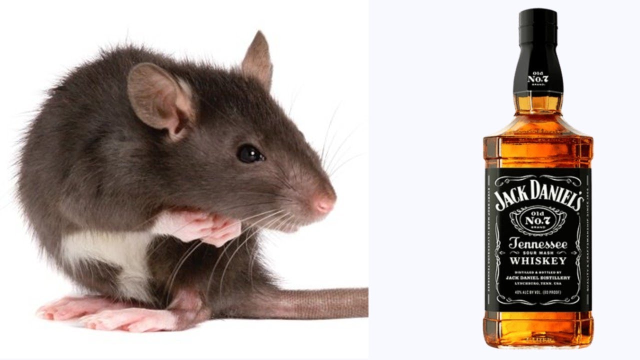 JUST 5 MINUTES || KILLING RATS WITH ANY WHISKEY - BRANDY OR RUM - YouTube
