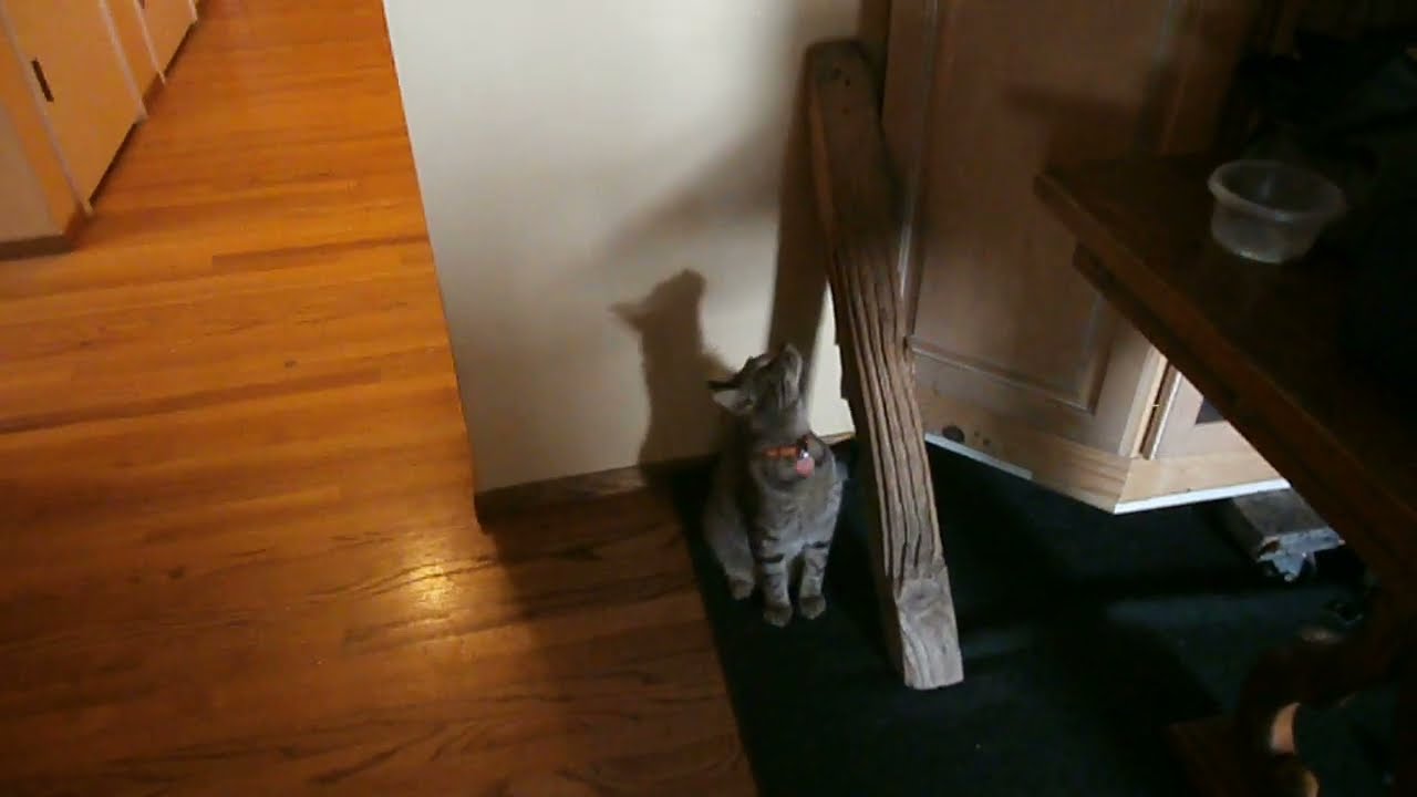 Kenny AKA Dingus Mohingus. a very smart boy - YouTube
