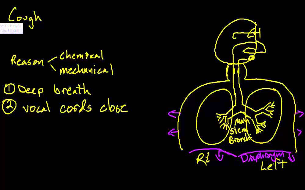 Cough mechanics 1 - AS practice - YouTube