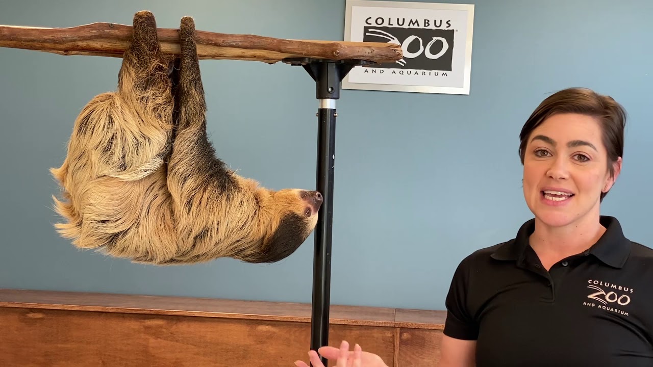 Animal Movement with Sunny the Sloth - YouTube