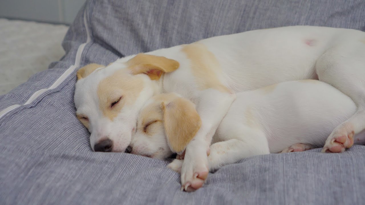 My Dog Becomes a Big Sister for the First Time – I've Never Seen Her ...
