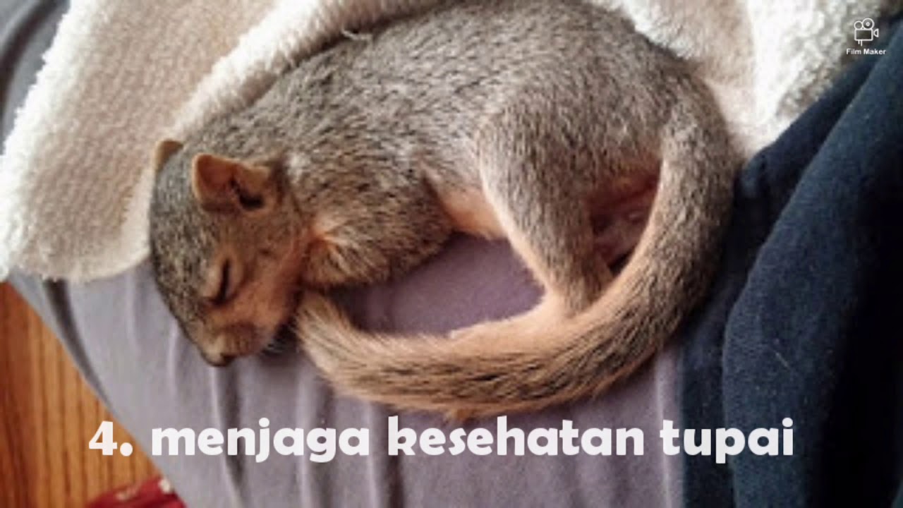 Cara merawat tupai dengan baik dan benar | dari bayi sampai dewasa ...
