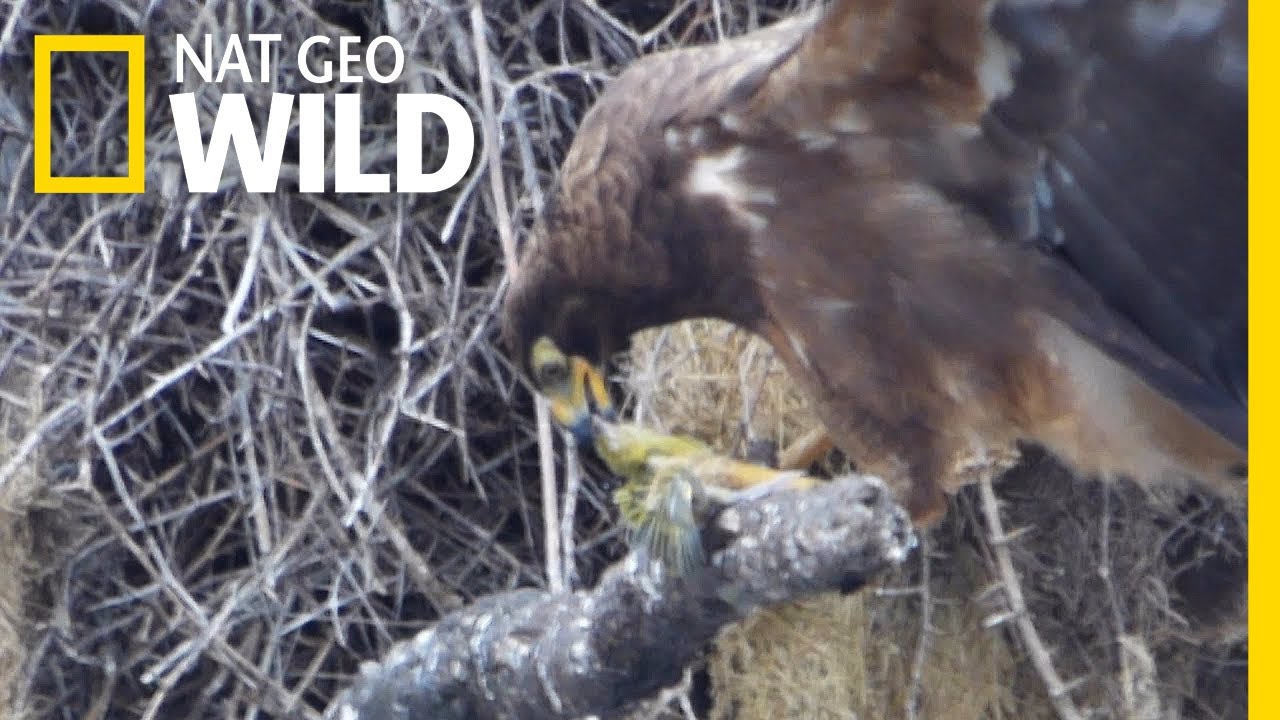 Shocking Video Shows Hawk Beheading Its Prey | Nat Geo Wild - YouTube