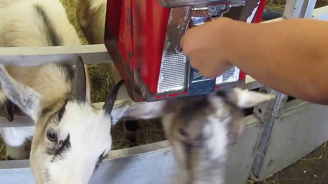 Smart Goat - YouTube