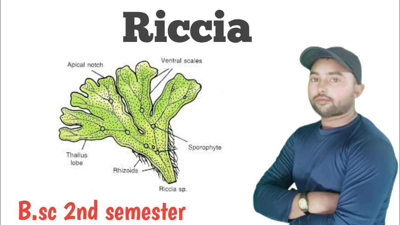 Riccia thallus structure & Morphology & Antony B.sc 2nd semester Botany ...