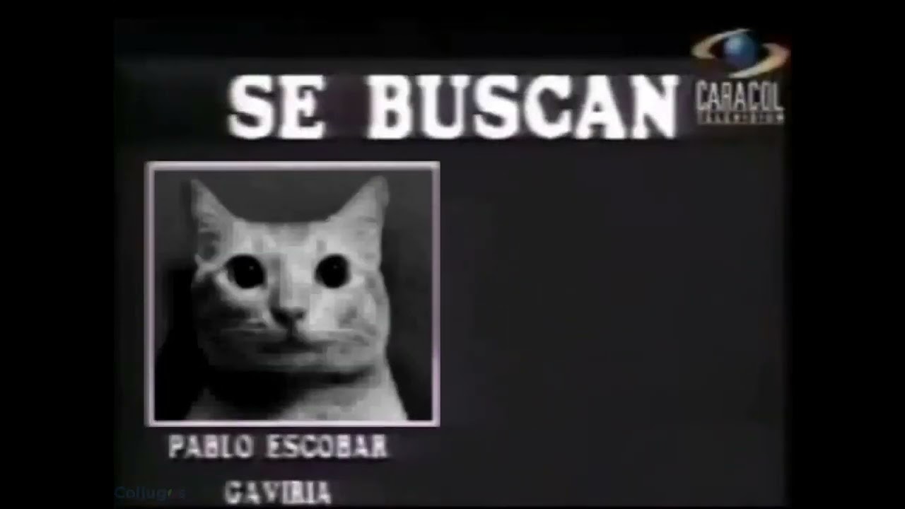 Se buscan Pablo Escobar Gaviria y Gonzalo Rodriguez Gacha Meme - YouTube