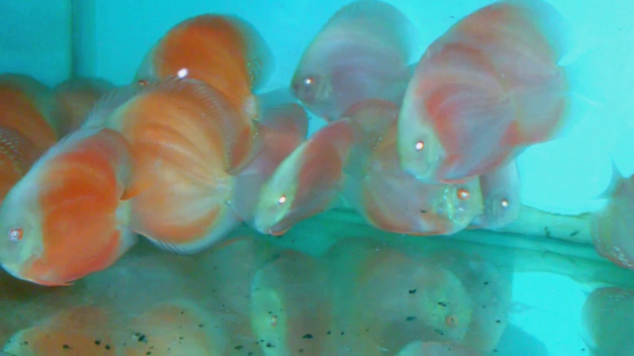 Albino Super Red Discus Fish - YouTube