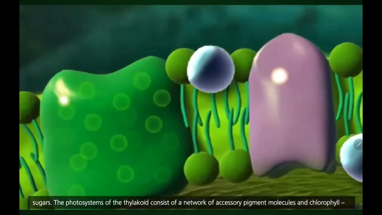 animation photosynthesis anatomy - YouTube