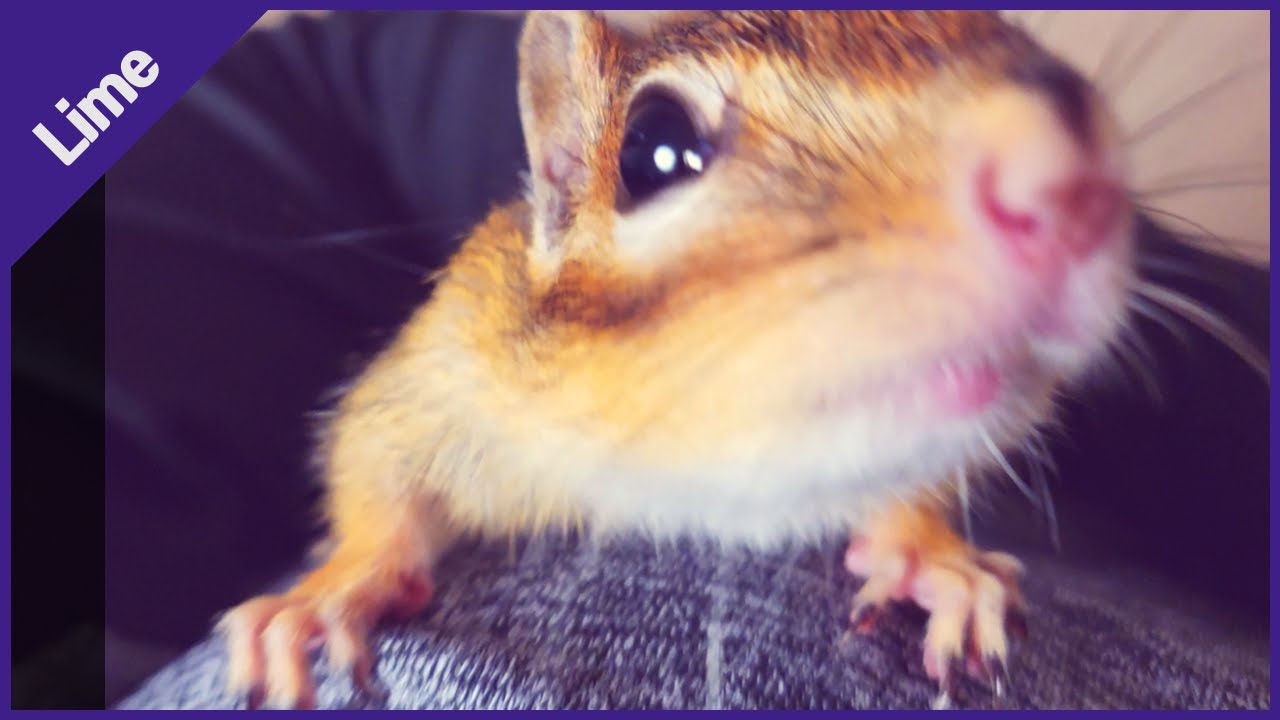 다람쥐랑 포옹하기 / Hug with chipmunk - YouTube