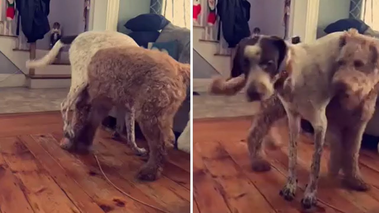 Doggy best friends chase each other in totally unique way - YouTube
