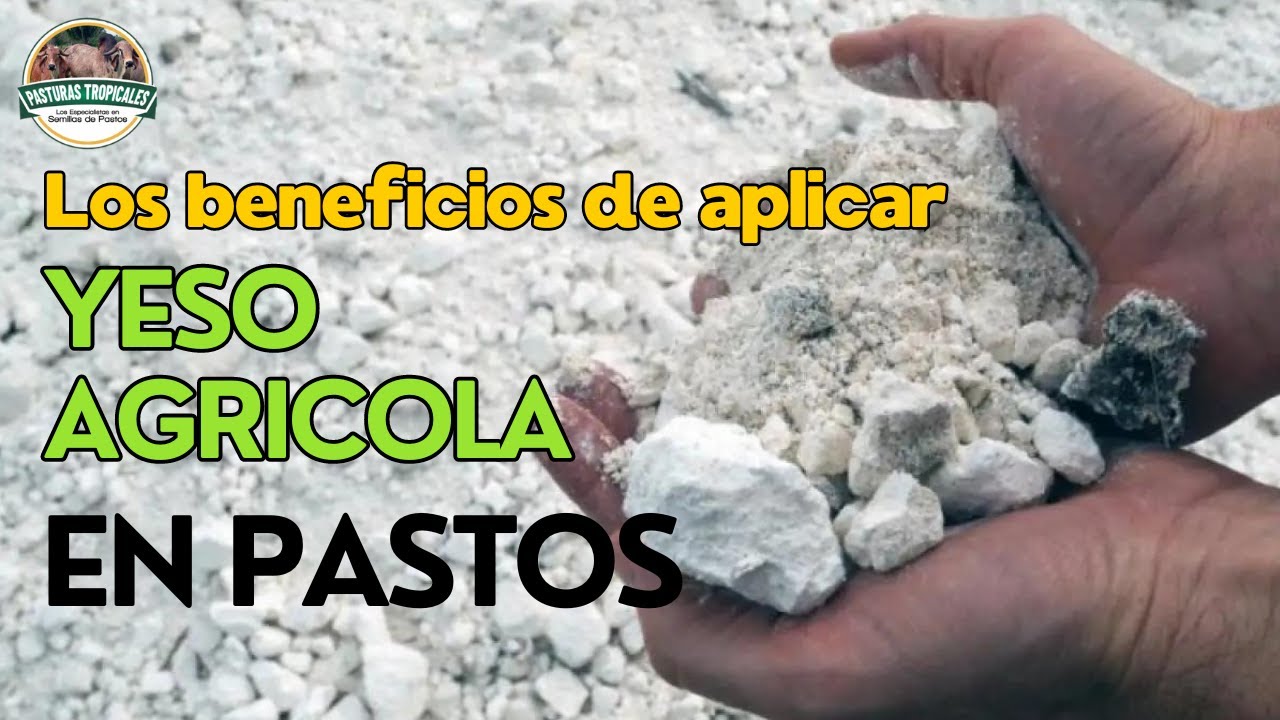 Los beneficios de aplicar yeso agricola en pastos #ganaderiacolombiana ...