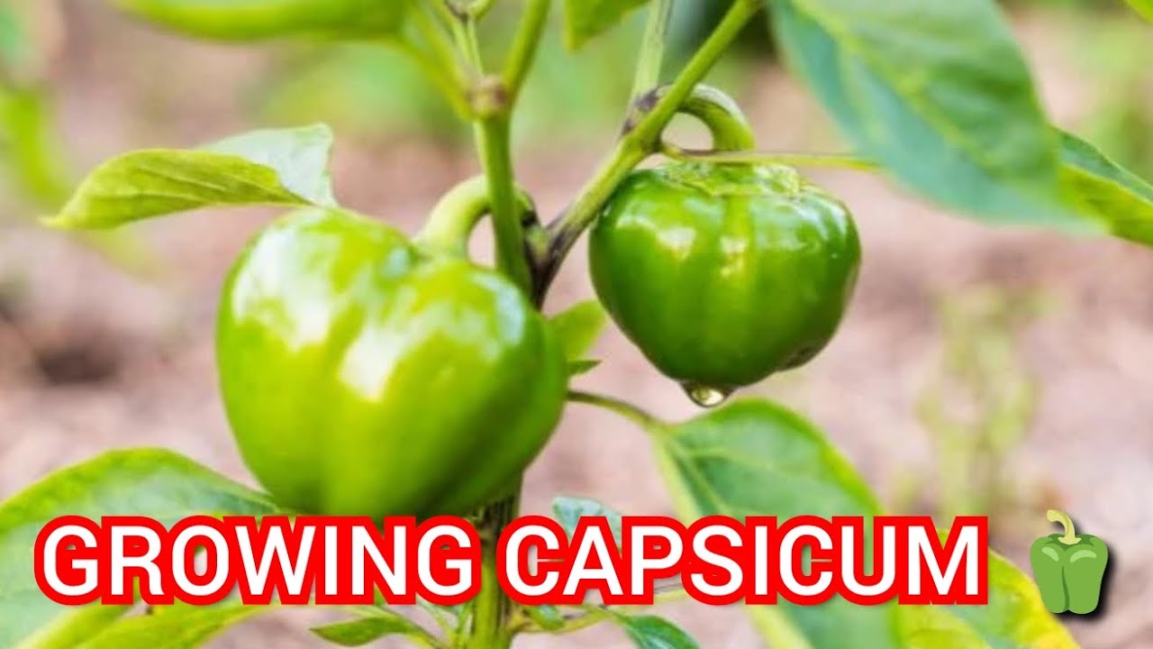 How to Grow Capsicum from seeds at home| fast and easy method| Part01 ...