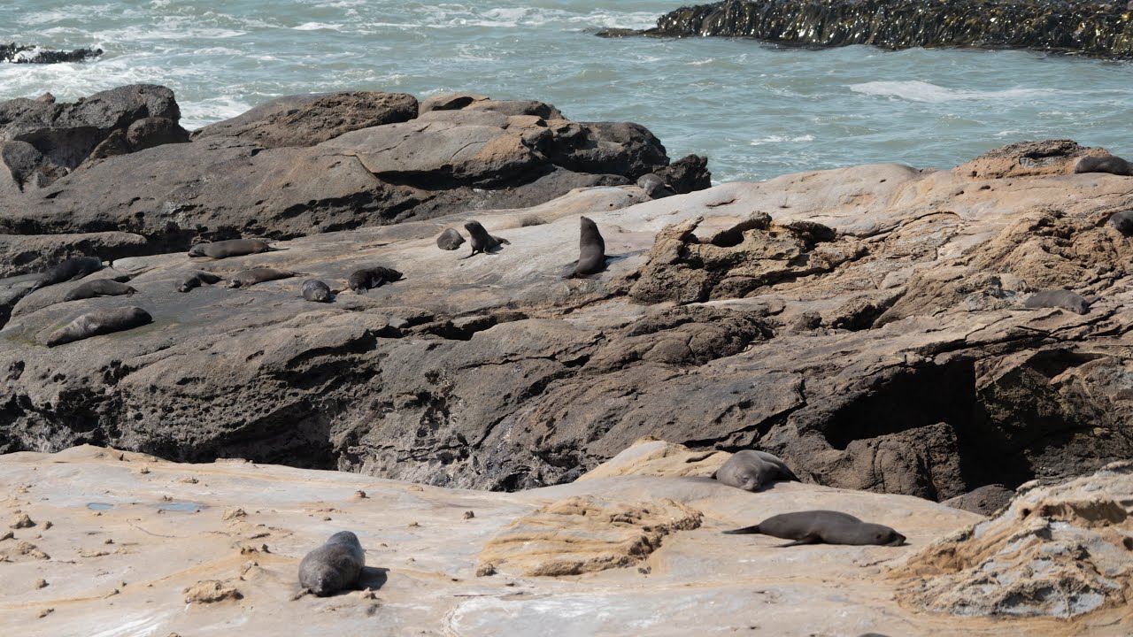 Seals relaxing around Dunedin - YouTube