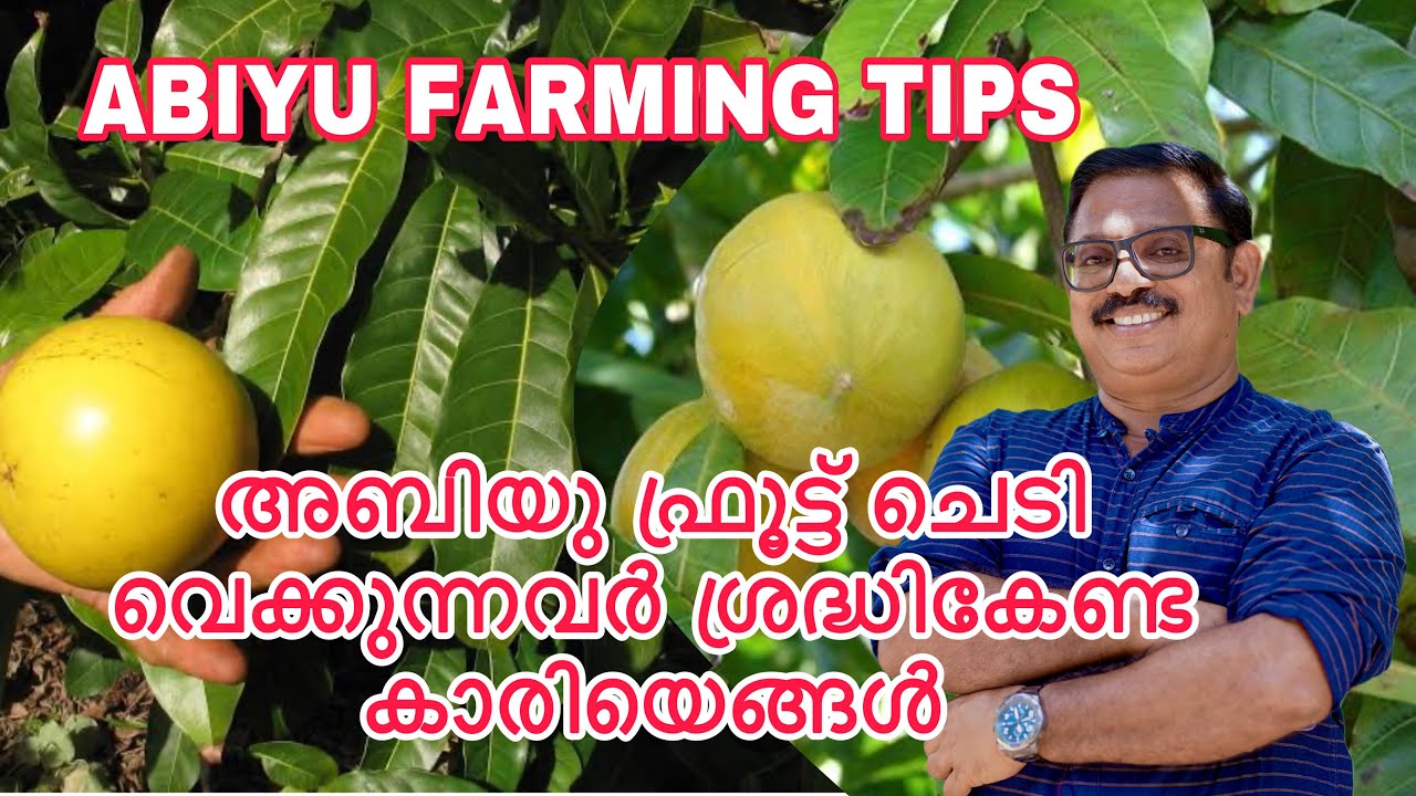ABIU FRUIT FARMINGS TIPS അബിയു ഫ്രൂട്ട് വെക്കുന്നവർ ശ്രദ്ധിക്കേണ്ട ...