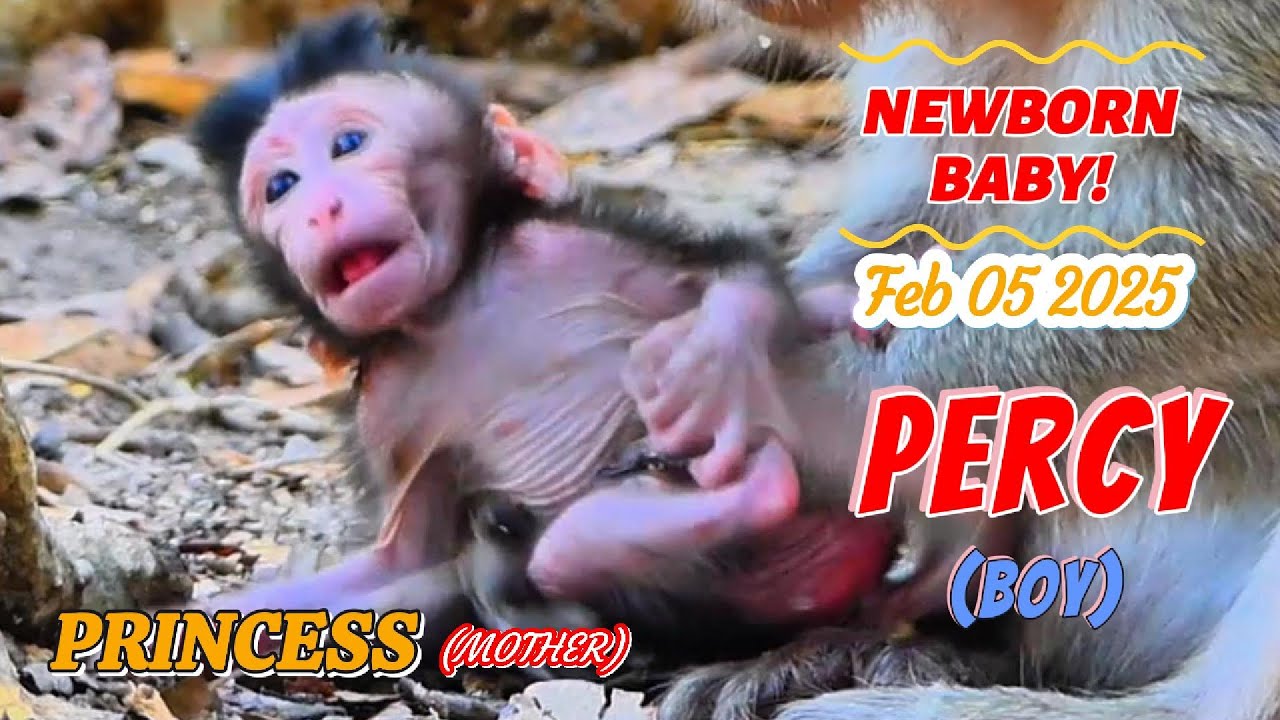 A Beautiful Moment! PRINCESS Welcomes Baby PERCY Safely! 💕🐒 ...