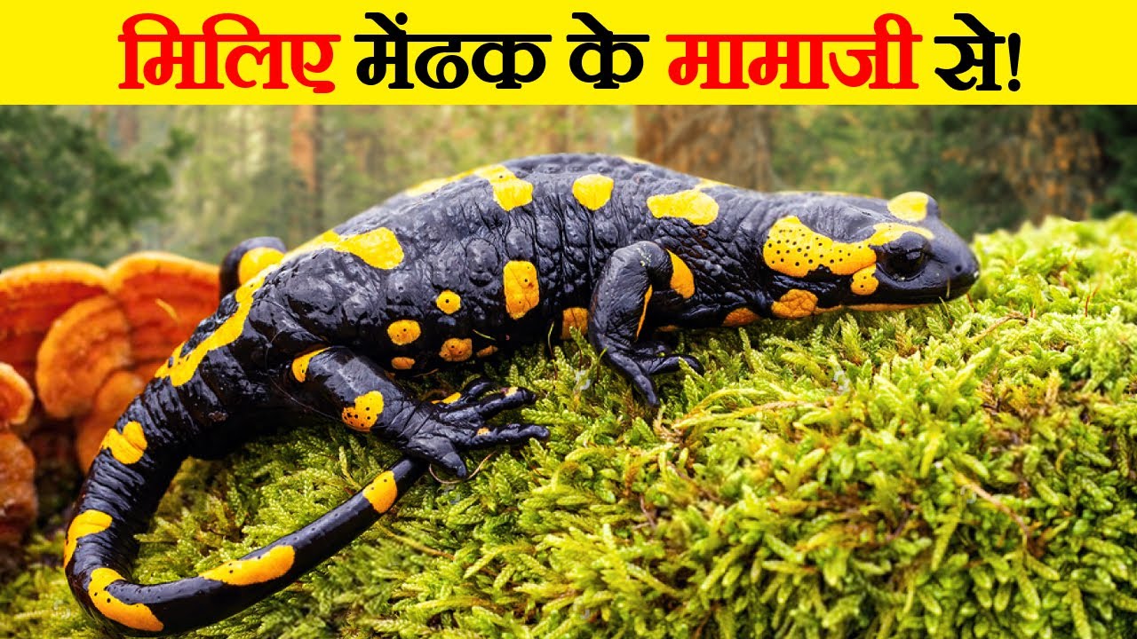 इस जीव को आसानी से नहीं मारा जा सकता हे | Amazing Facts About ...