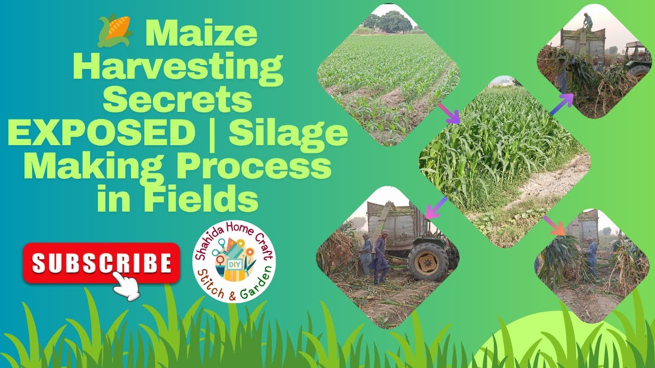 🌽 Maize Harvesting Secrets EXPOSED | Silage Making Process in Fields ...