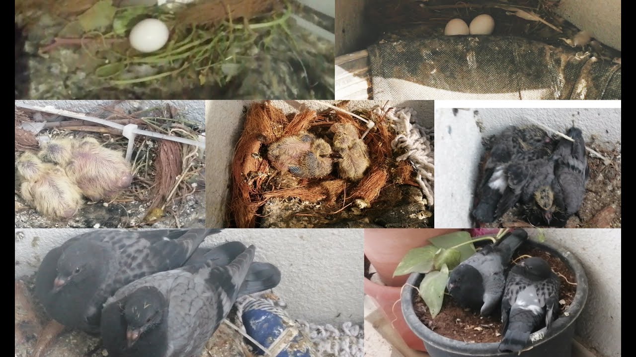 Pigeon life cycle/nesting on the balcony/day by day growth of baby ...