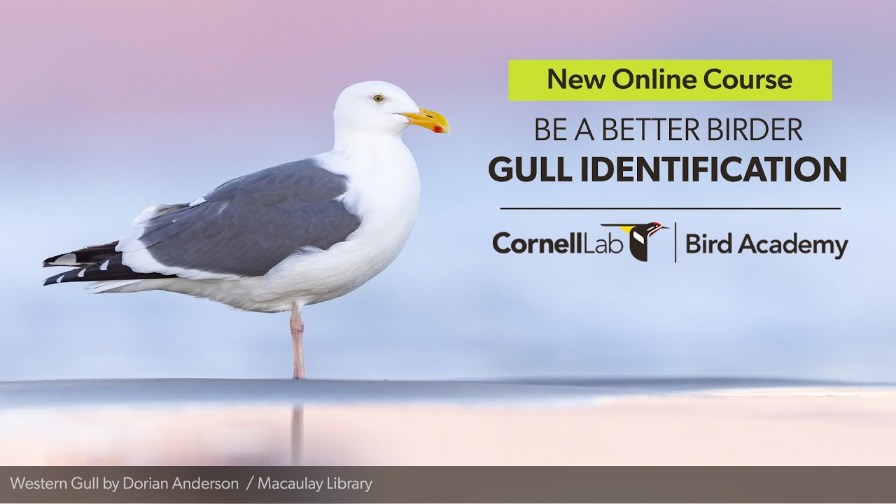 Be a Better Birder: Gull Identification - YouTube