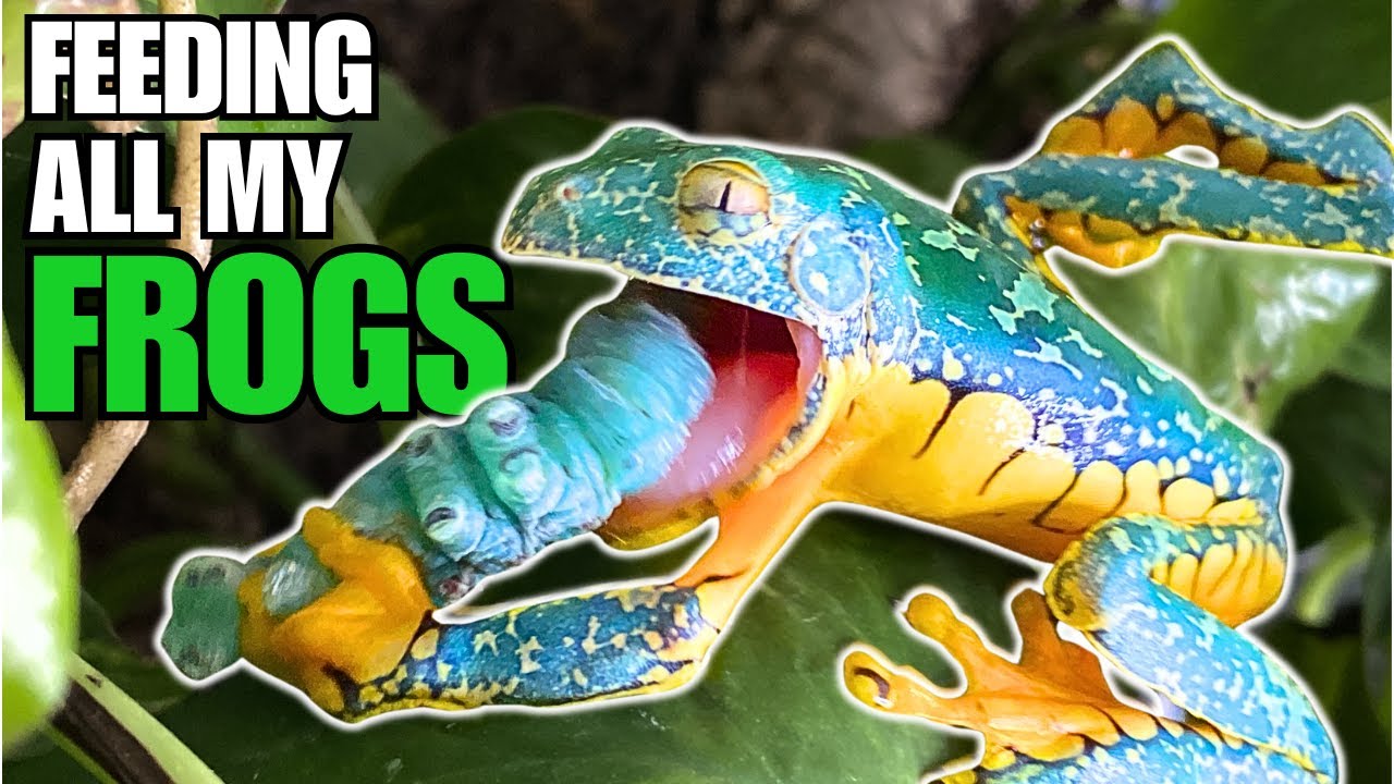 FEEDING ALL MY FROGS: Meet my Baby Frogs + I'm Building a GIANT Frog ...