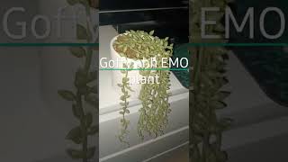 emo plant...