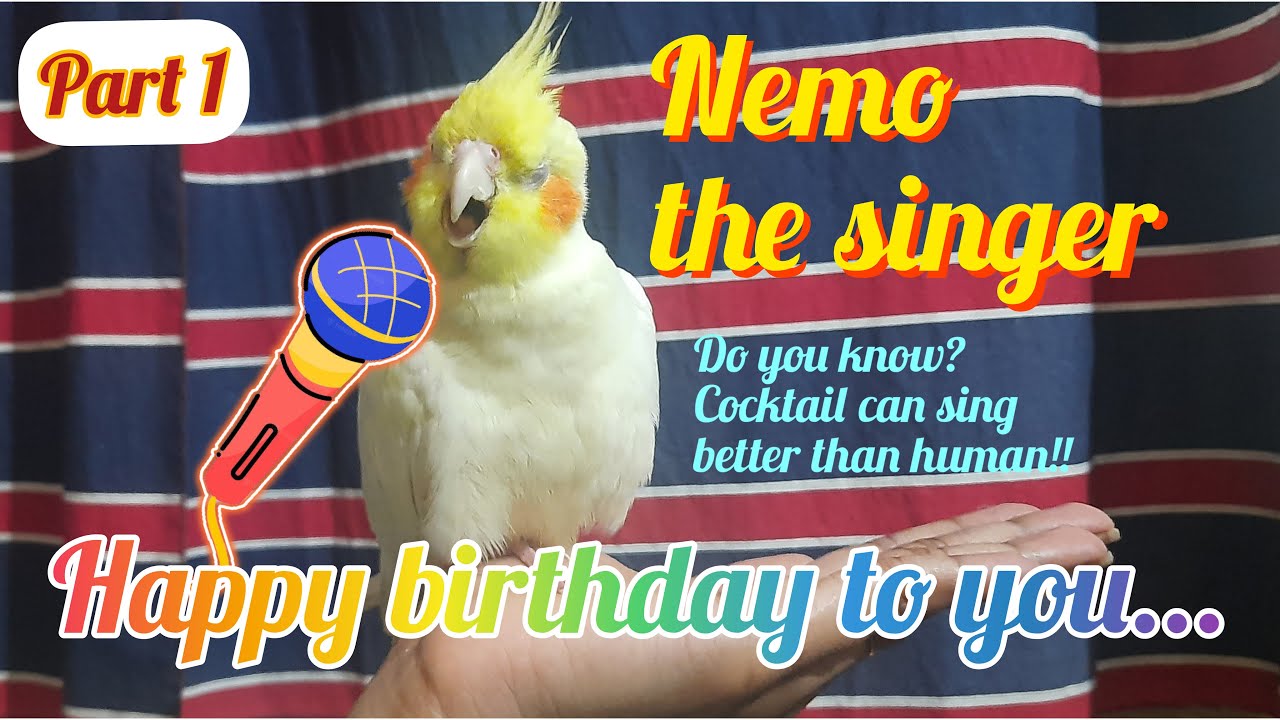 Nemo The singer part 1|| Happy Birthday to you||Nemo cocktail bird|| My ...