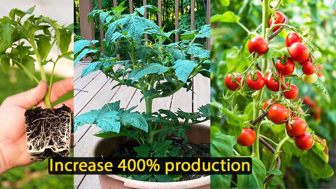 Growing tomatoes powerful technique | How to grow tomatoes at home ...