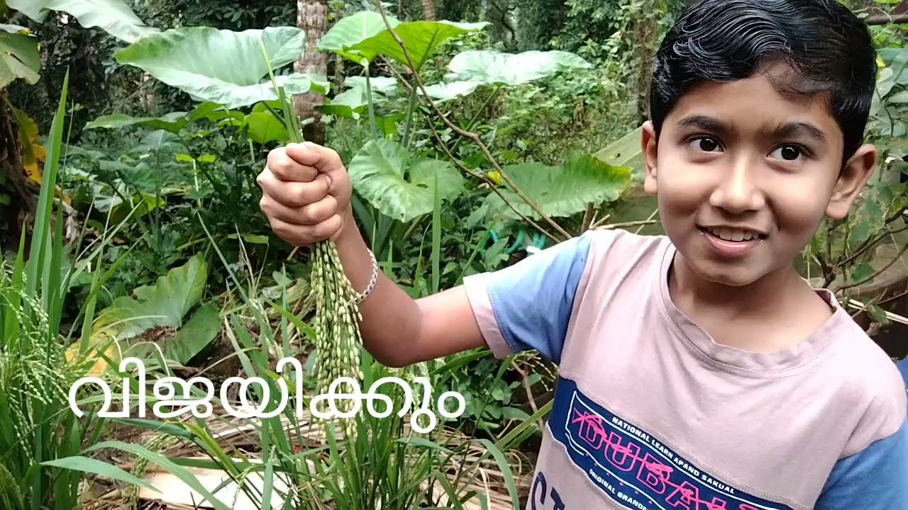 Nelkkathir// നെൽക്കതിര് //nellu vilaveduthu//പത്താമുദായം നെല്ല് വിളഞ്ഞു ...