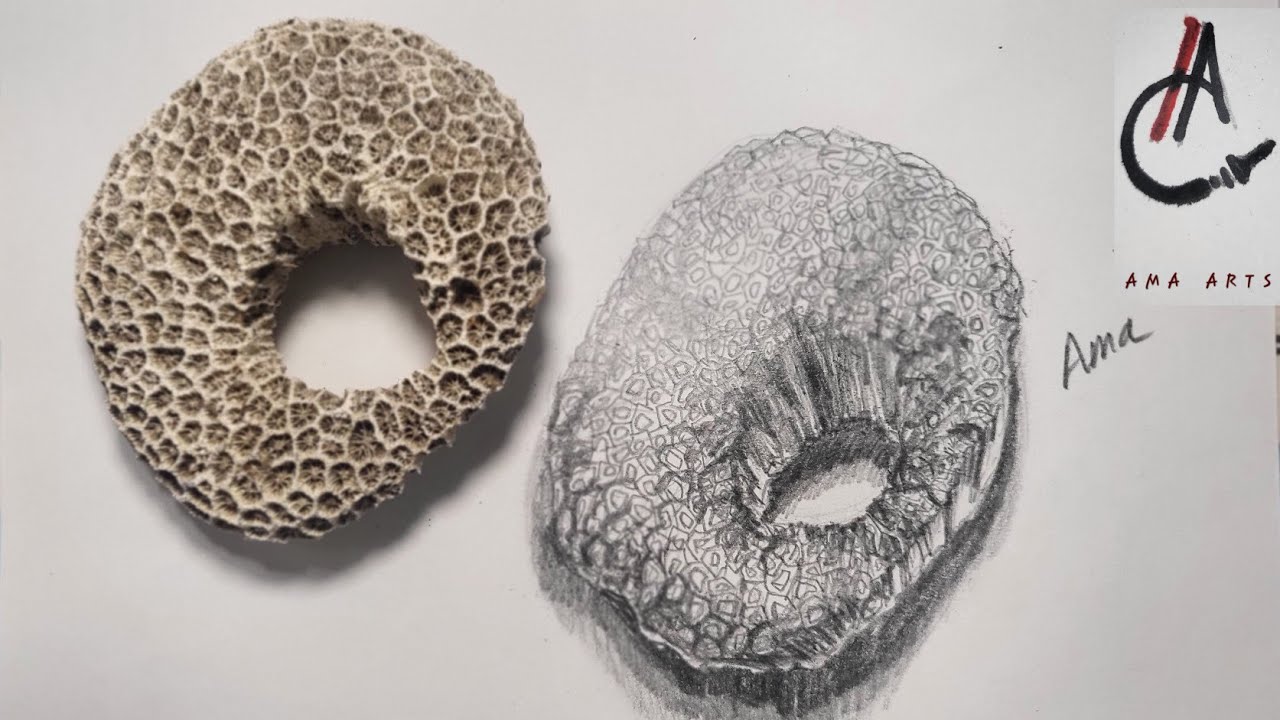 How to draw a Sea Coral - Pencil Art - YouTube