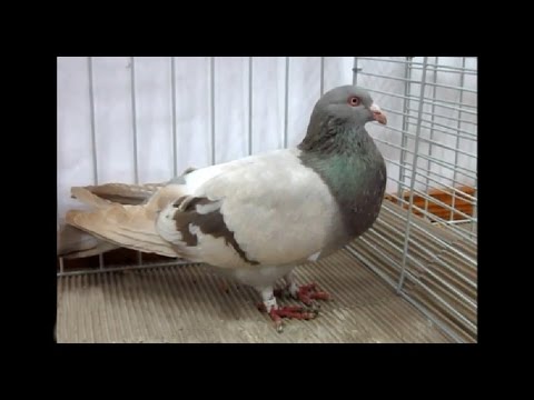 Römer mit braunen Binden, Romain Brun Barré, Exposition de Pigeons ...