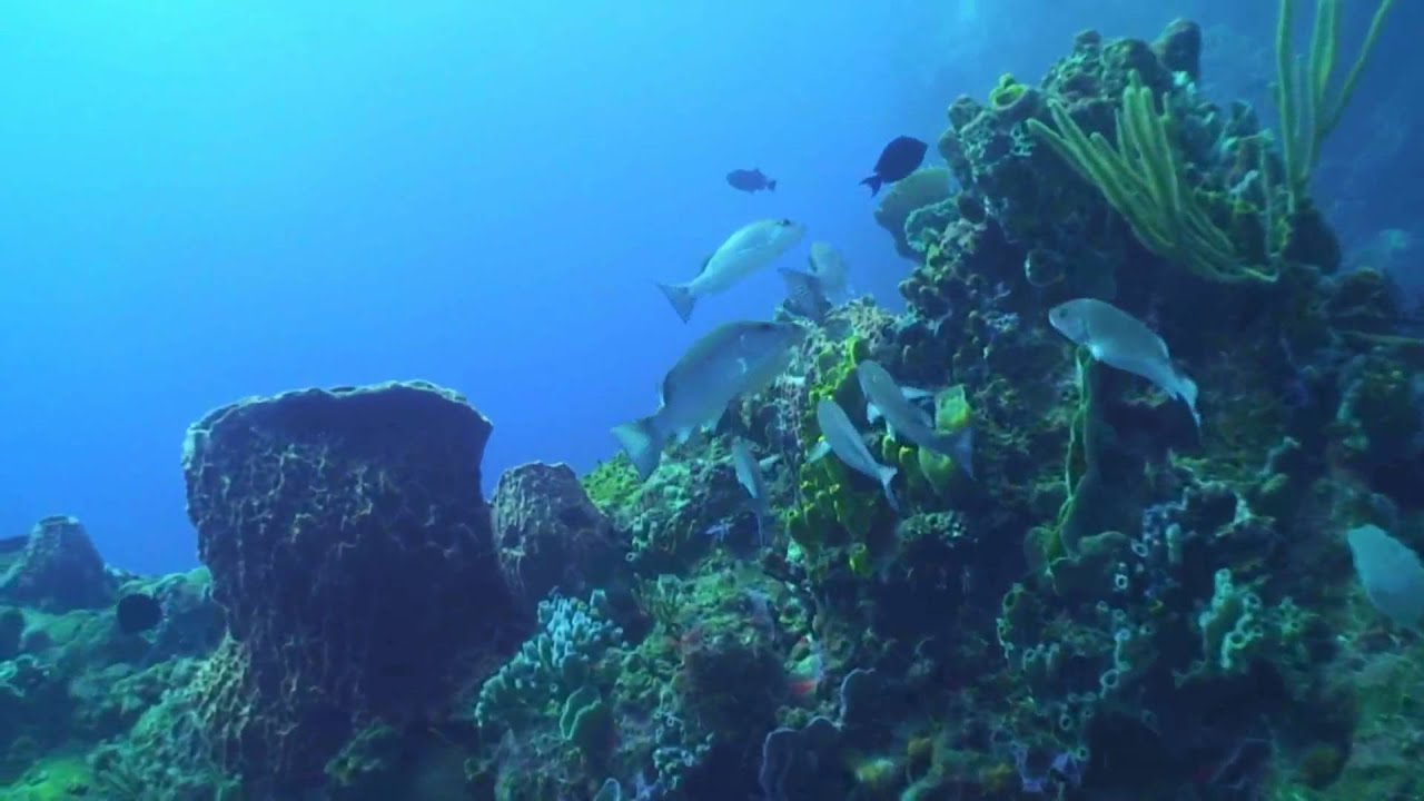 Best diving at Diamond rock Saba 1 - YouTube