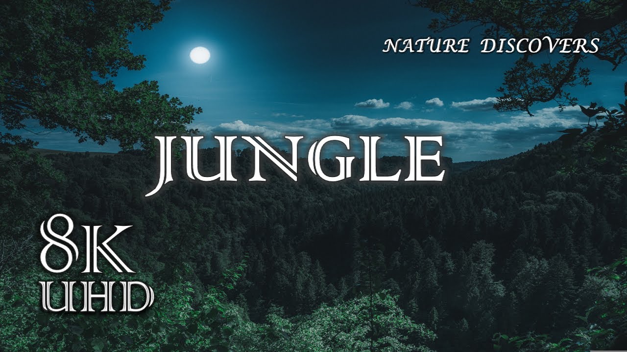 Jungle Discovery || Relaxing Music ♬🎶|| Stress reduces Music ♬🎶 ...