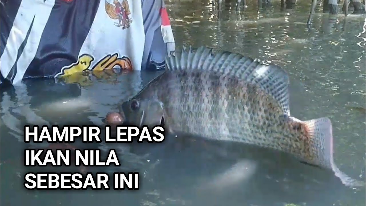 GO GOH DAPAT IKAN NILA BABON DI SEMAK-SEMAK. - YouTube