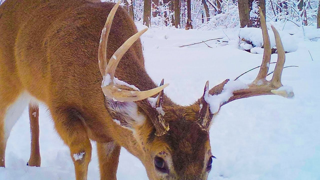 Bucks a Plenty! In all four seasons. - YouTube