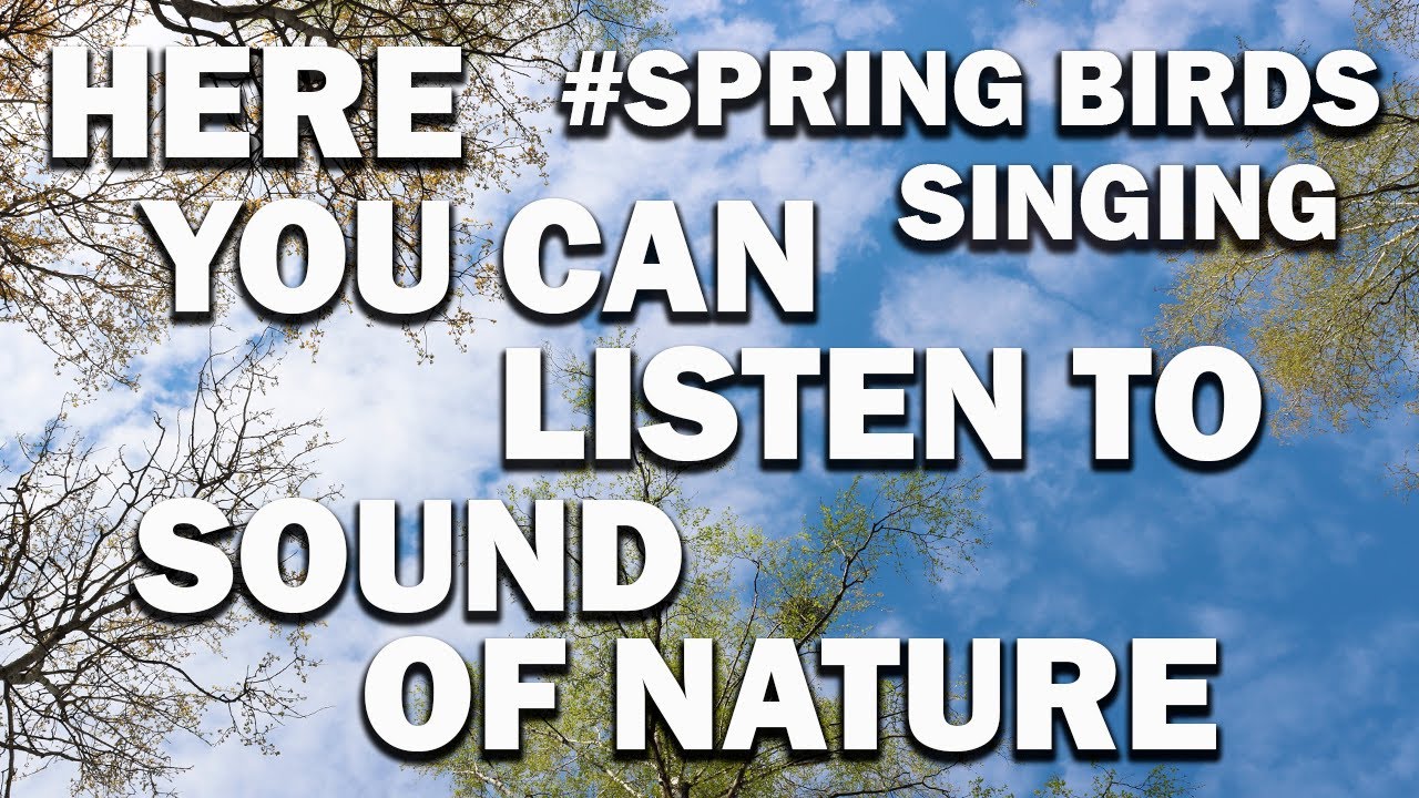 Birds singing in the spring forest | Sound of nature - YouTube