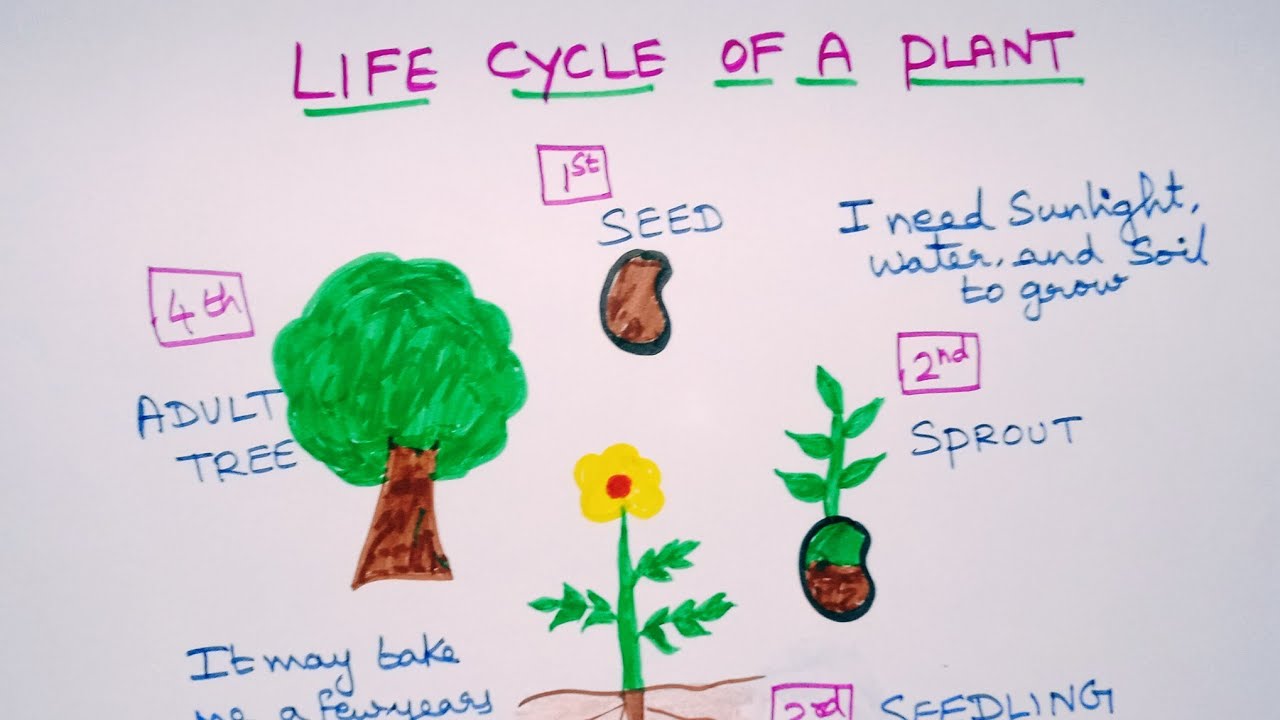 How to draw life cycle of a plant/life cycle of a plant drawing/life ...