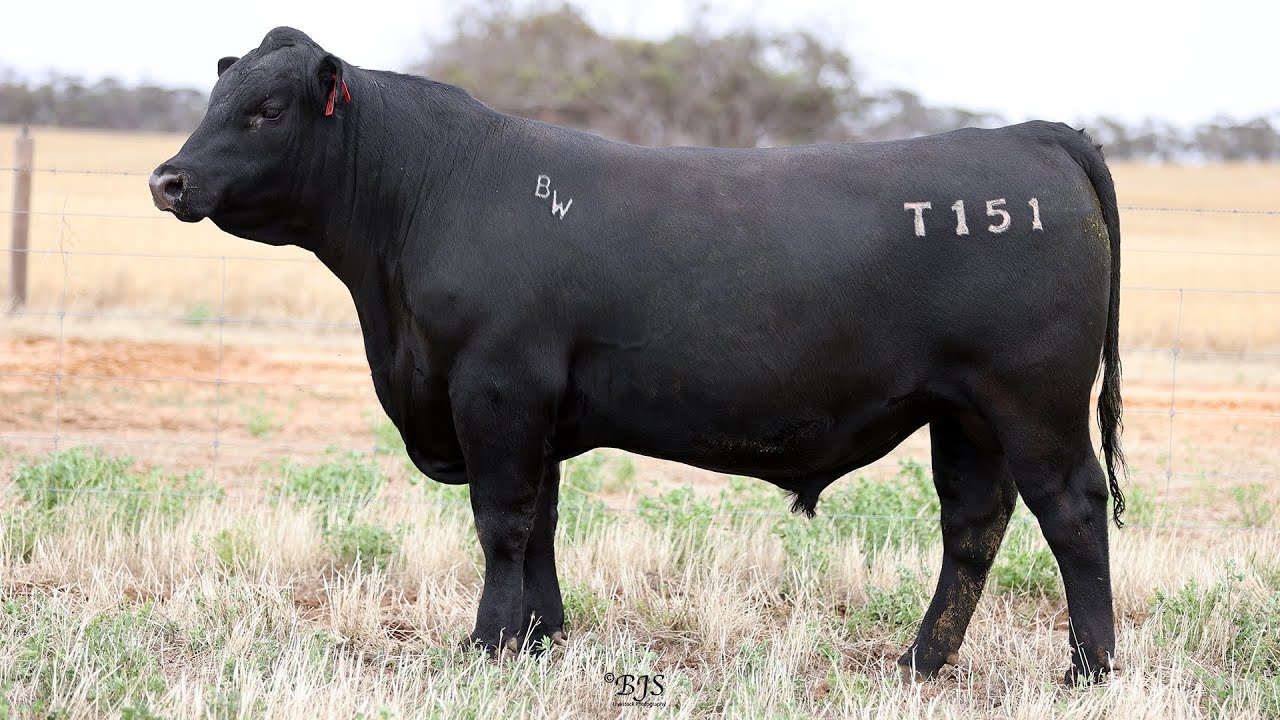 Lot 27 SDF22T151 Bull Oak Well 2024 - YouTube
