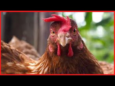 COMO ABRIR, LIMPAR E DESOSSAR UMA GALINHA CAIPIRA  🐔