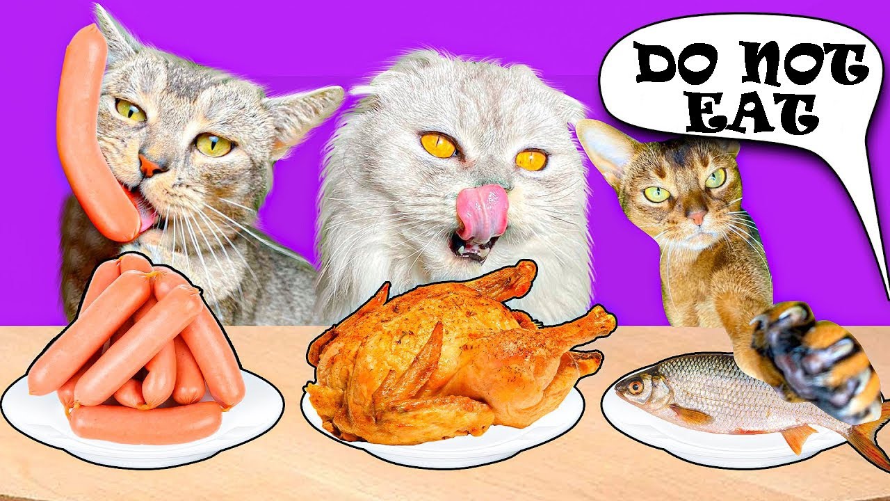 Leaving my CATS ALONE with TASTY food | patience challenge - YouTube