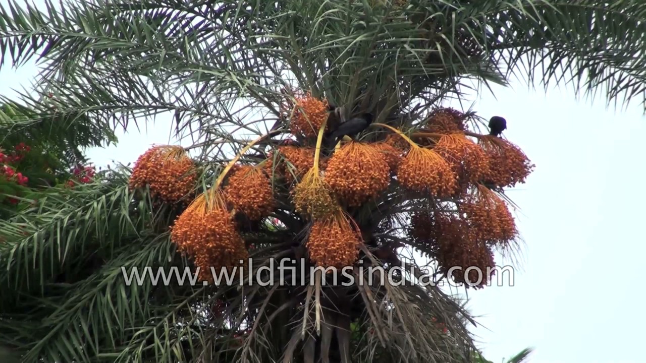 Eechalu or Phoenix sylvestris ROXB - YouTube