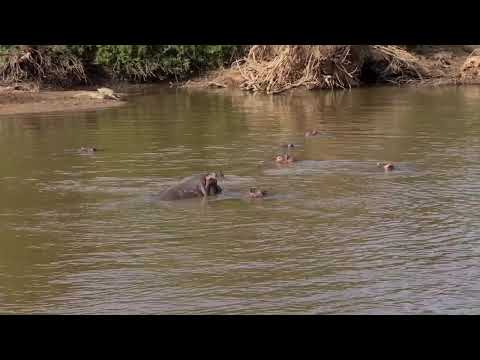 +27 Hippo mating at Crooks corner, Kruger North