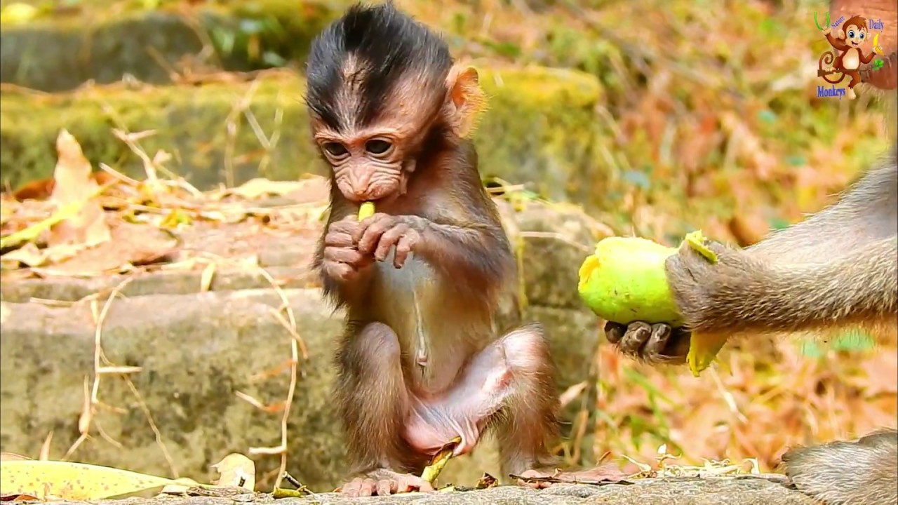 Pity Small Baby Prince Very Hungry When She Lose Mum | Why! Why! Mum ...