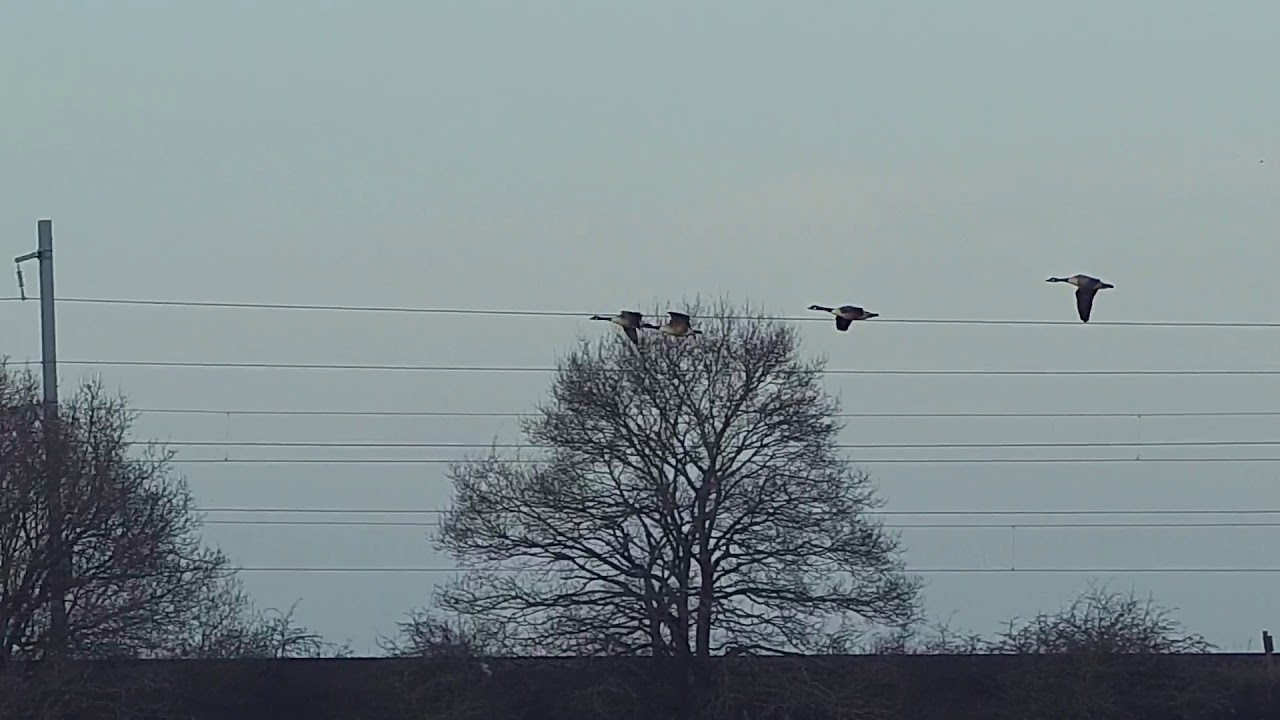 Fox shooting & day time footage from my ATN 4K PRO. - YouTube