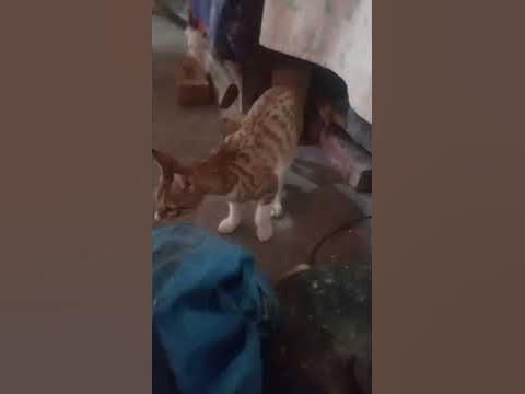 cat's velog 😱 cat's ne kar dia nuksan🥺 - YouTube