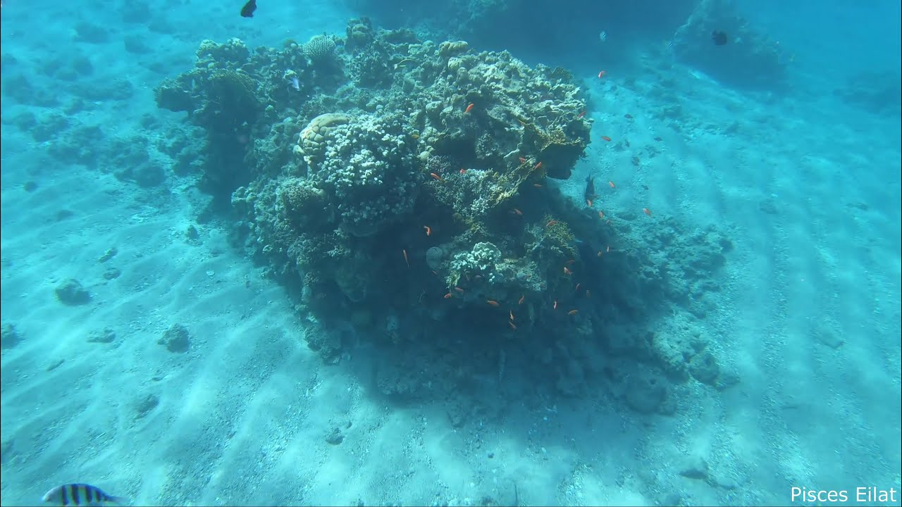 Red Sea Eilat: "The Caves" (Snuba Diving Center) (Dec20) - YouTube